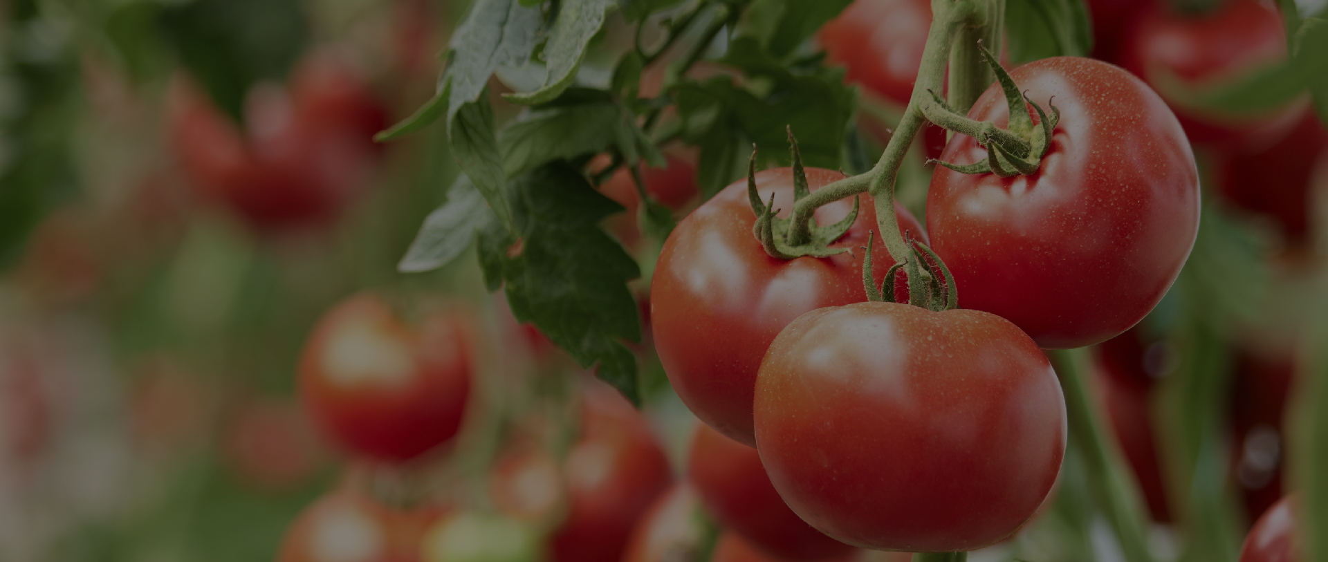 Inicio | Green Import Solutions | Empresa importadora de productos